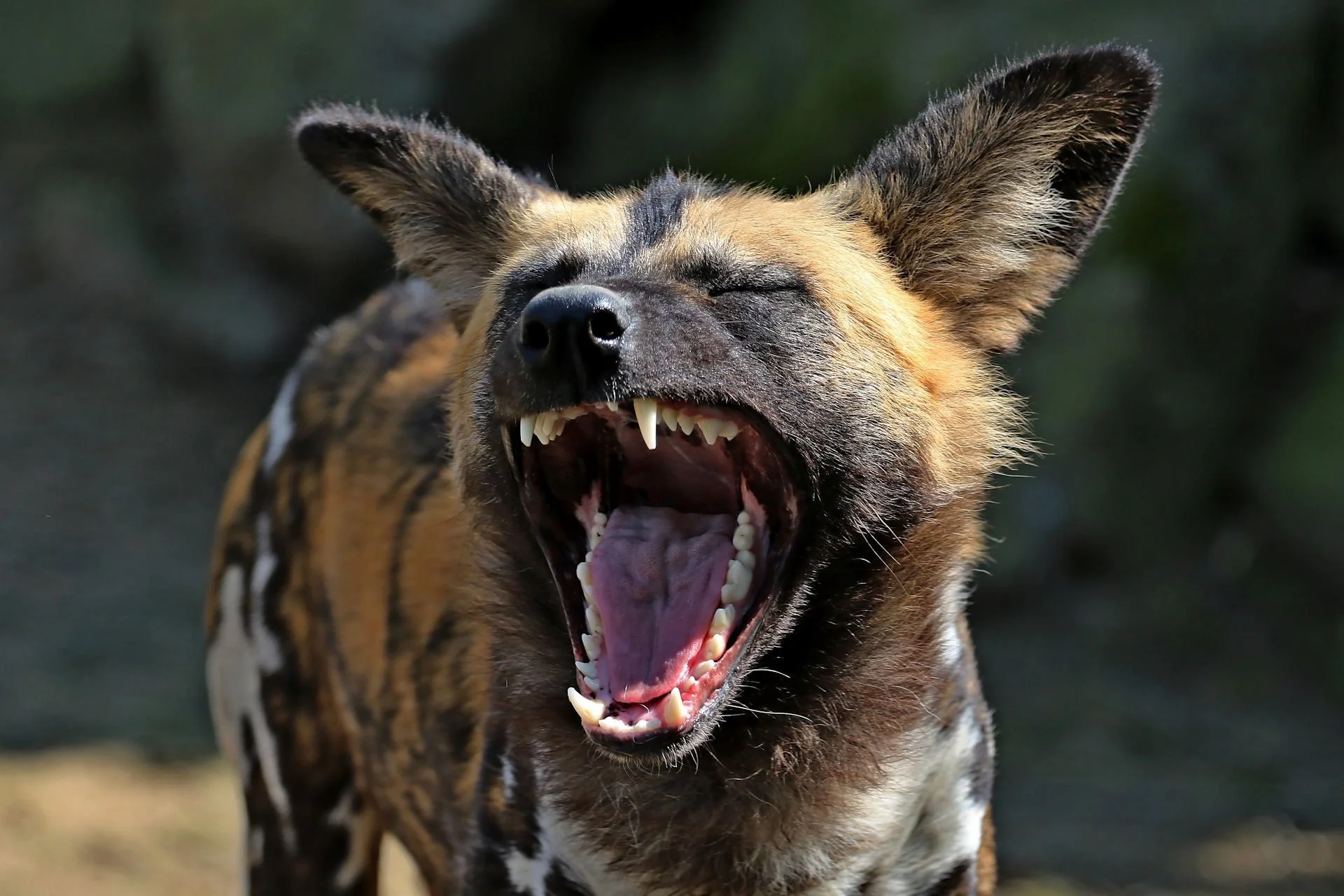 African Wild Dog — Global Conservation
