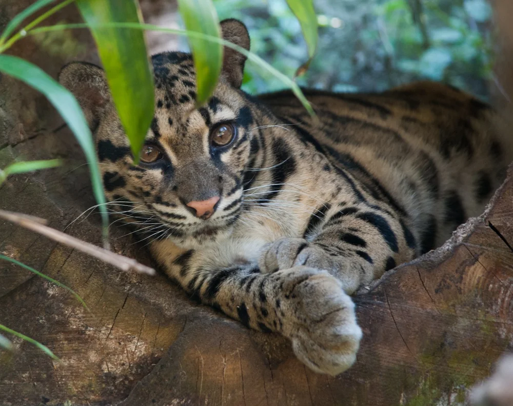 Clouded Leopard — Global Conservation
