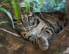 Clouded Leopard — Global Conservation