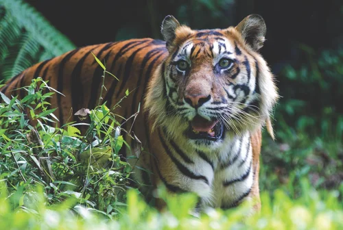 250% Rebound in Indochinese Tiger Recovery in Thailand Directly ...