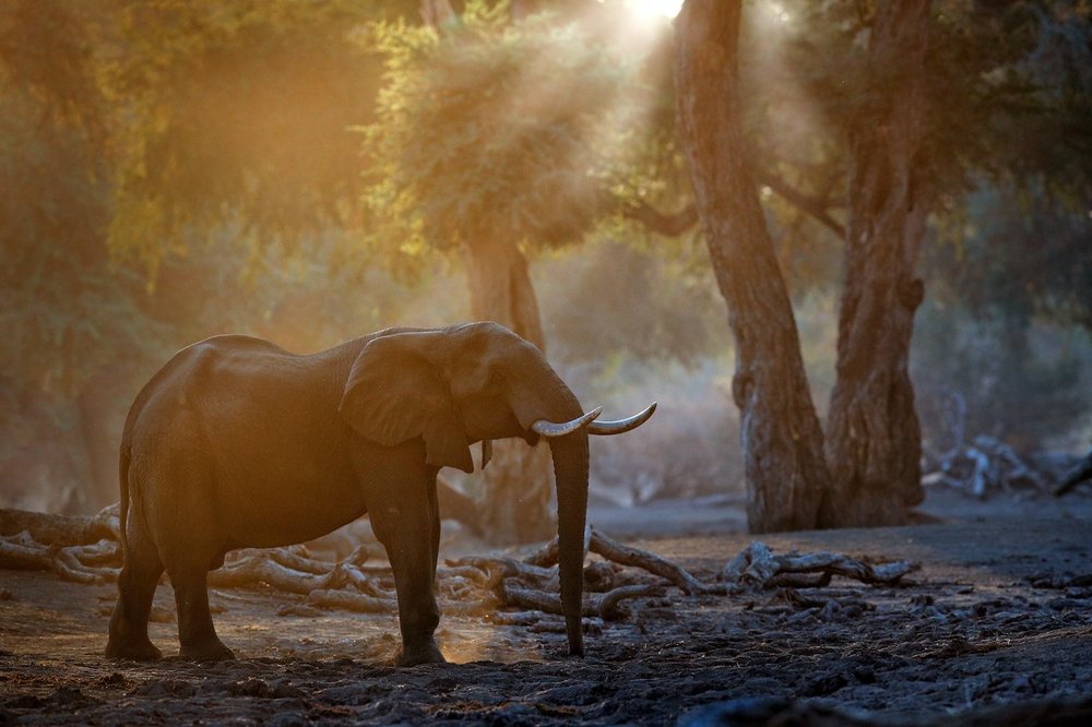 African Savanna Elephant — Global Conservation