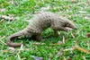 Sunda Pangolin — Global Conservation