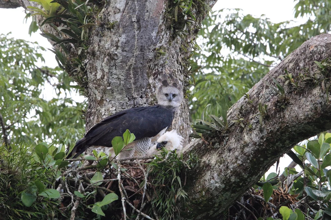 Harpy Eagle — Global Conservation