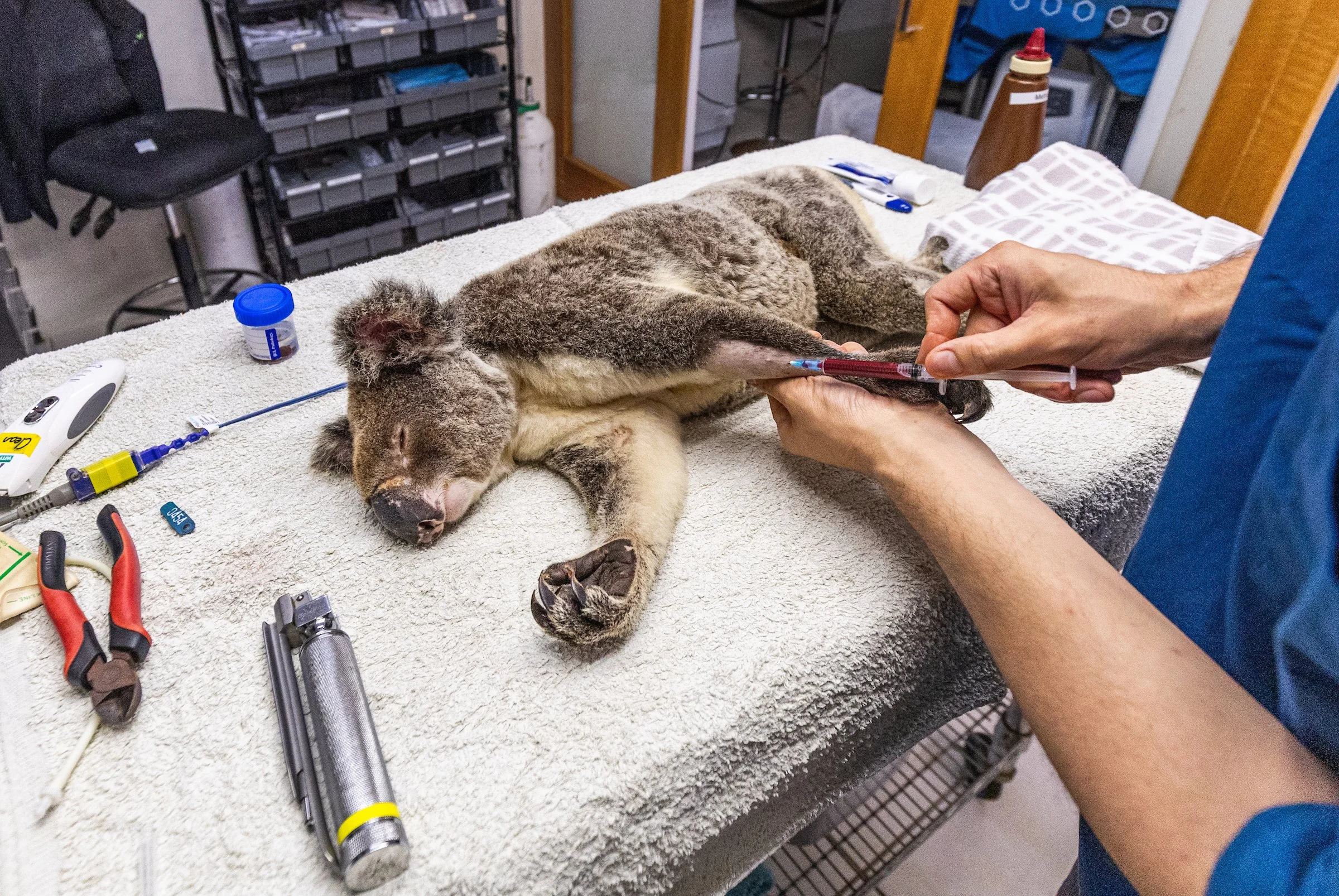 Great Koala National Park 2025 Impact Report from Wilderness Australia ...