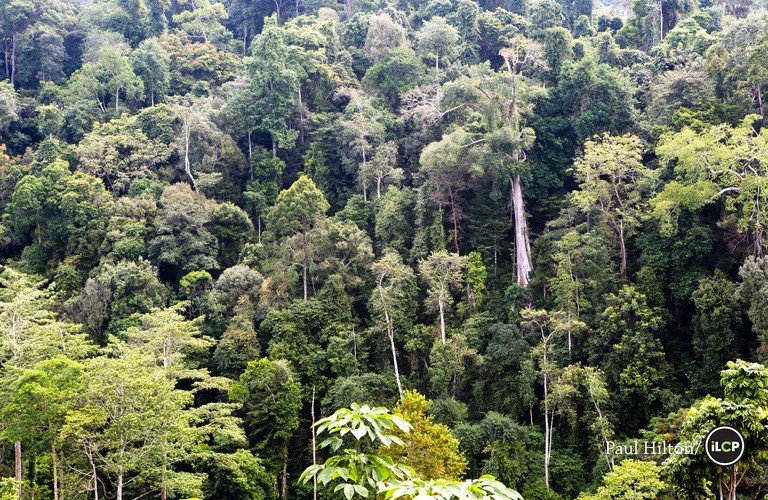Leuser Ecosystem, Sumatra, Indonesia — Global Conservation