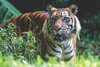Global Conservation Helps Tiger Reintroduction Back Into Cambodia After ...