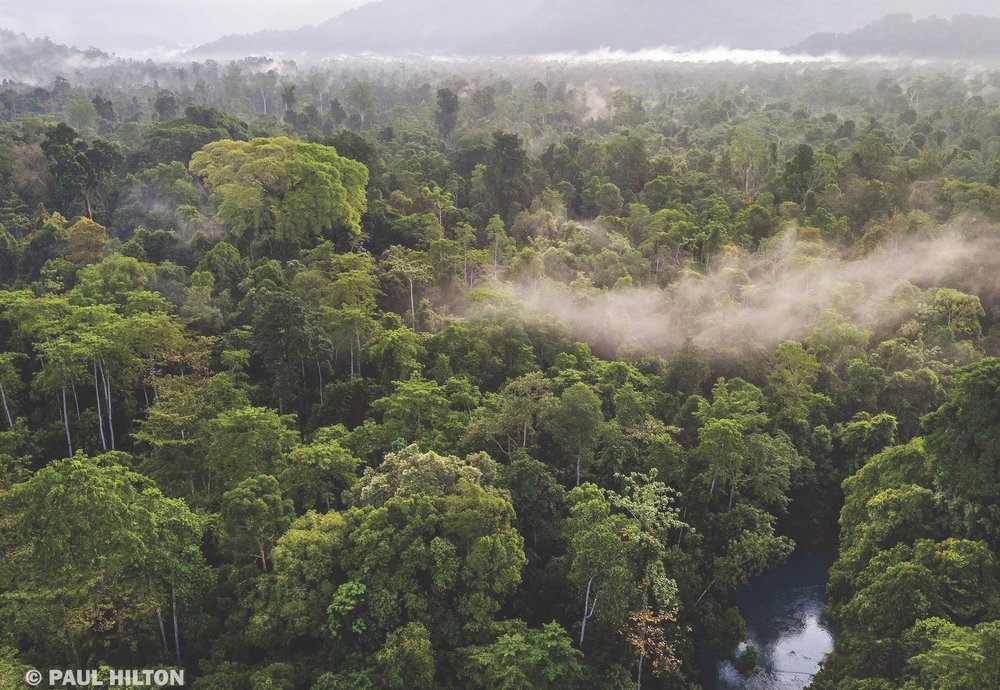 Leuser Ecosystem Progress Report 2020-2021 — Global Conservation