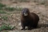 European Mink — Global Conservation