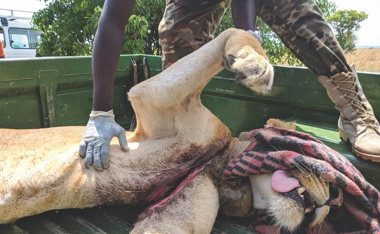 African Lion — Global Conservation