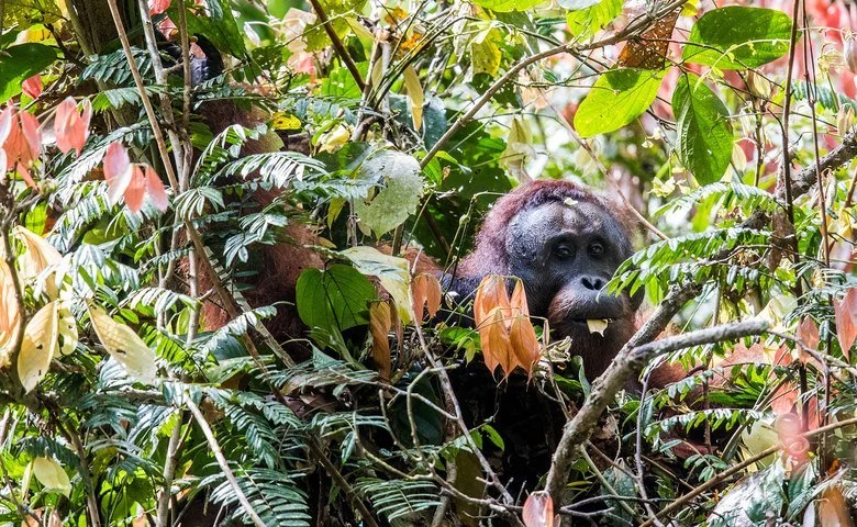 DaMaI Rainforest Complex 2022/2023 Progress Report - Global Park ...