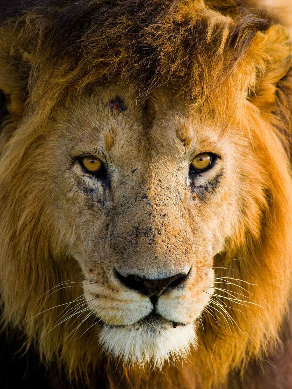 GC Lion Protection in Senegal - Niokolo-Koba National Park — Global ...