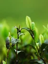 About — Stonemill Matcha