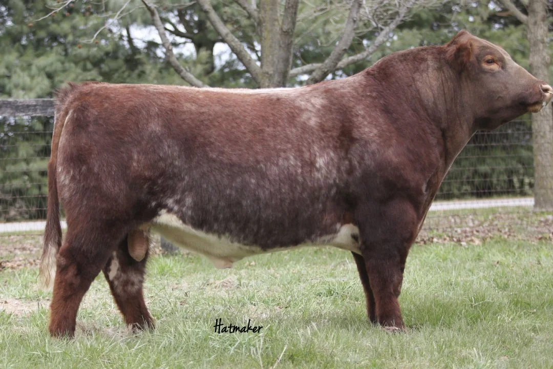 RFSS Rambo — Sugarbird Shorthorns