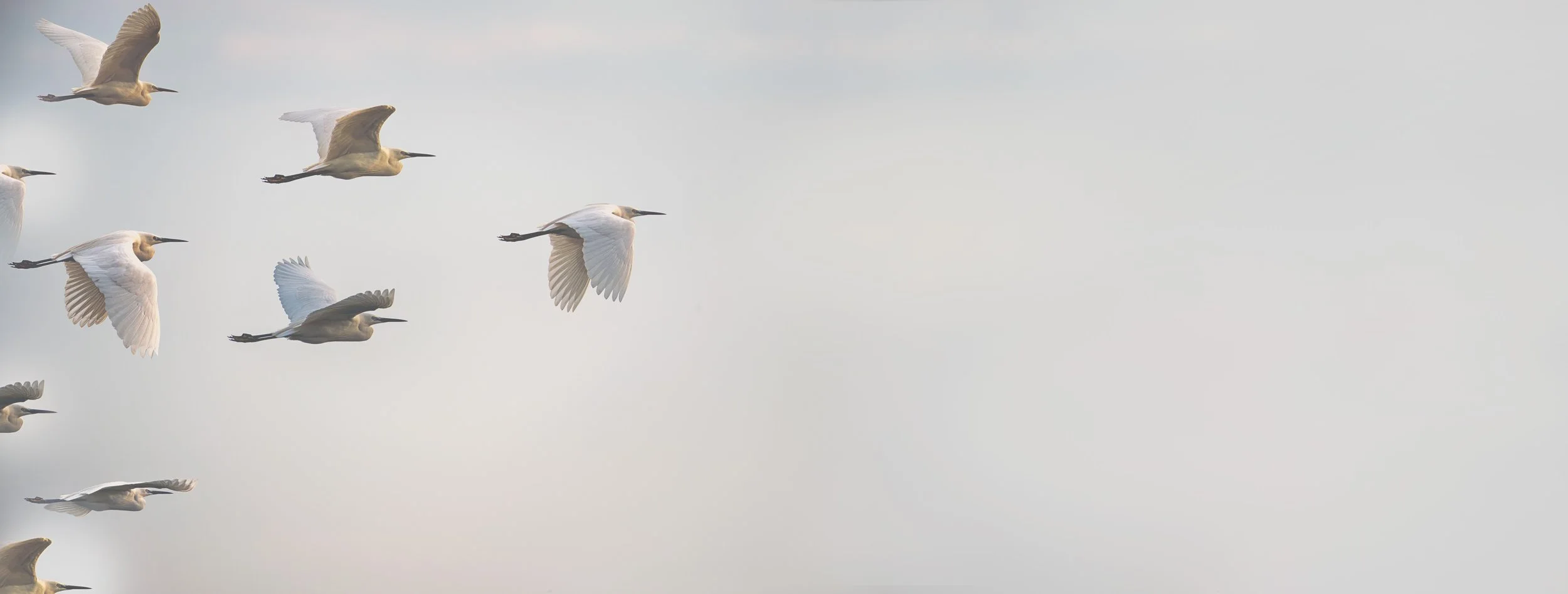 CORE Wealth Advisors