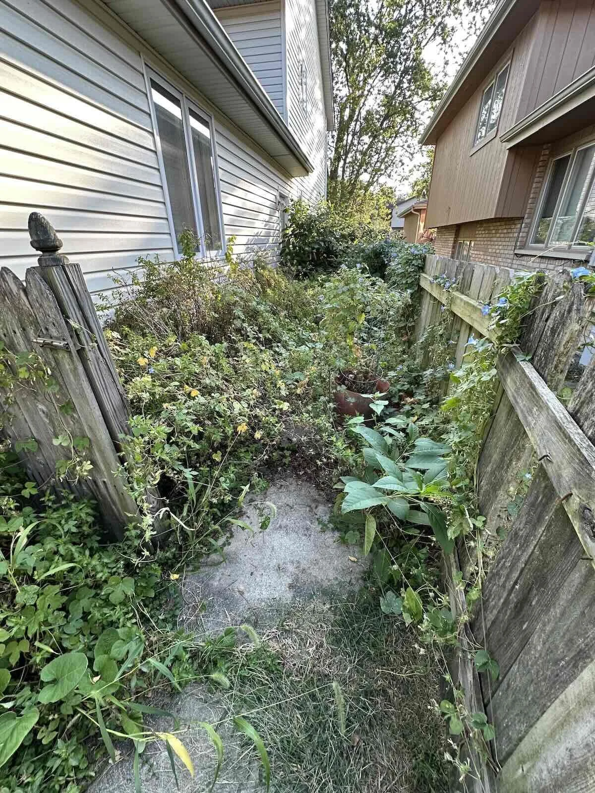 Invasive Plant Removal | Restore Ecosystems Today — Wild Plum ...