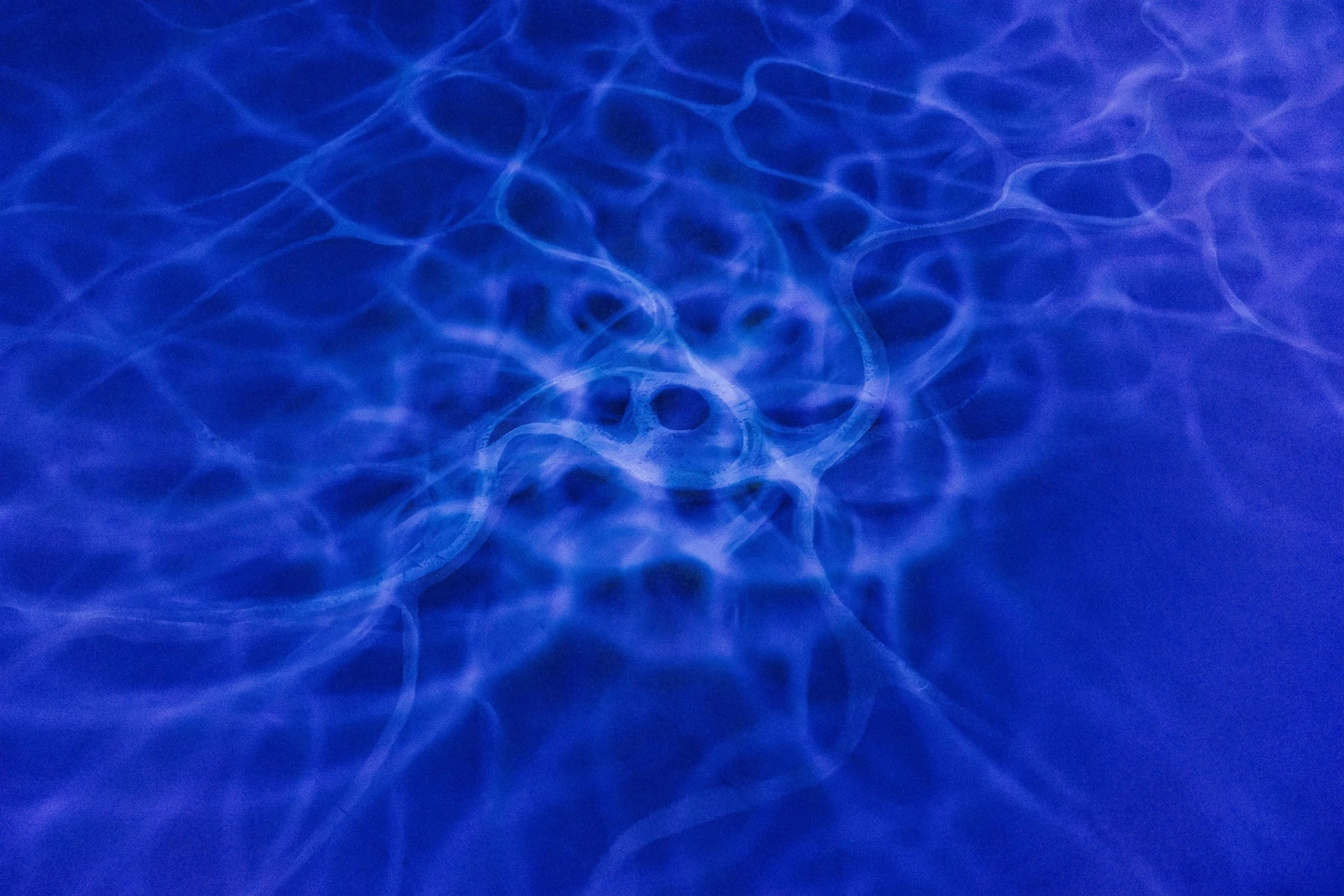 Roboto Octopodo - FATHOM Immersive Art World Premiere in Downtown Portland