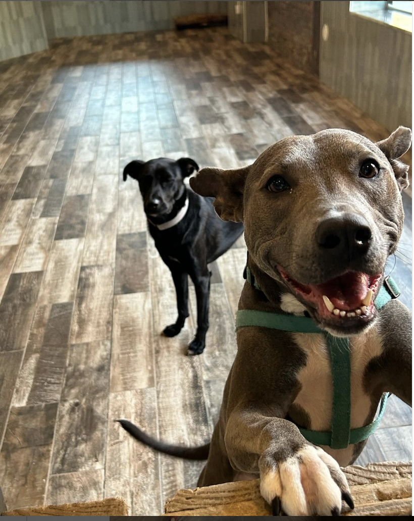 ZEN ANIMALS: CLEAN + HOLISTIC PET SPA