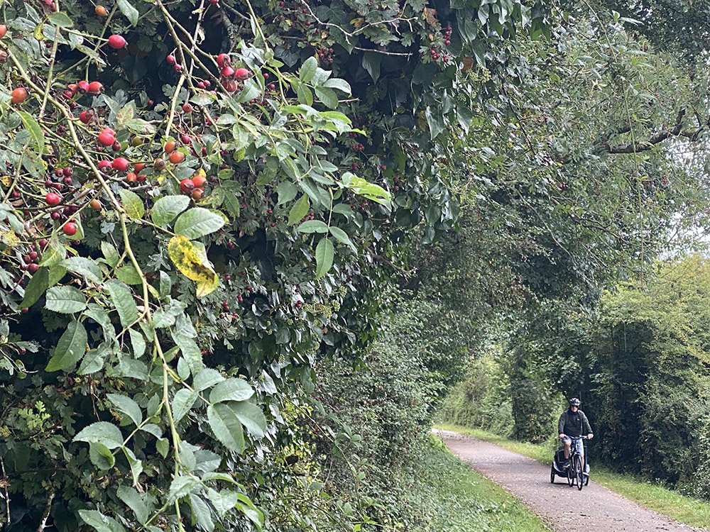 Wadebridge to Bodmin & Wenford Bridge — Bridge Bike Hire