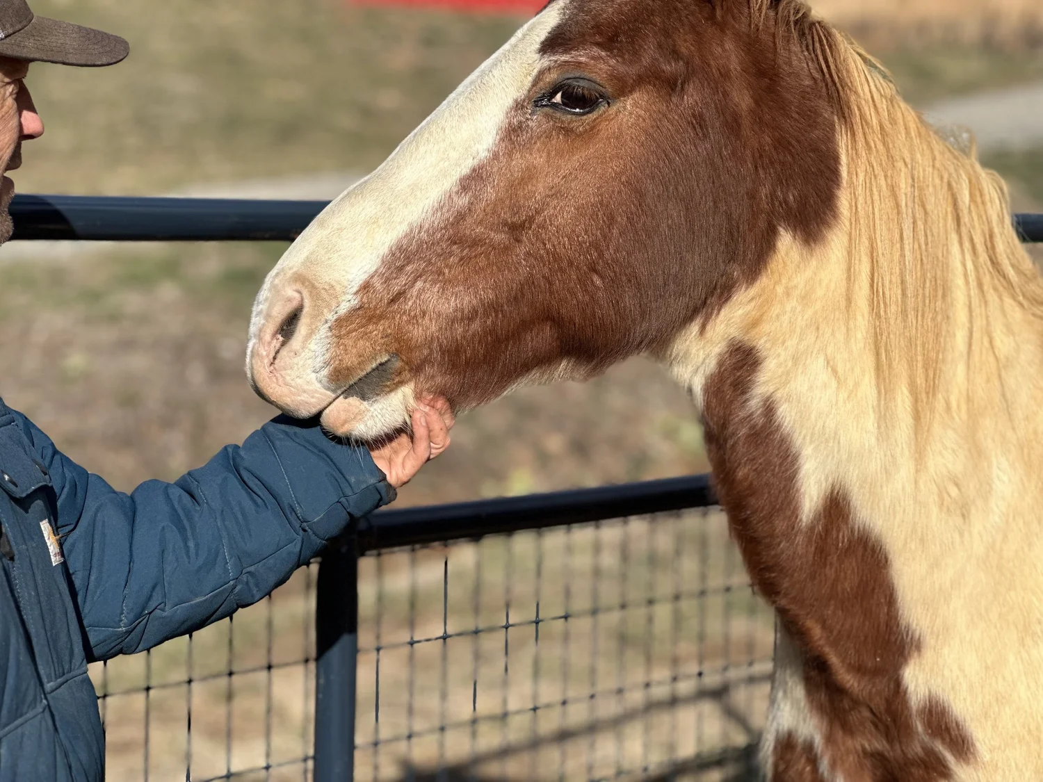 Horse Recue - Bayou — Blue Ridge Rescue Barn