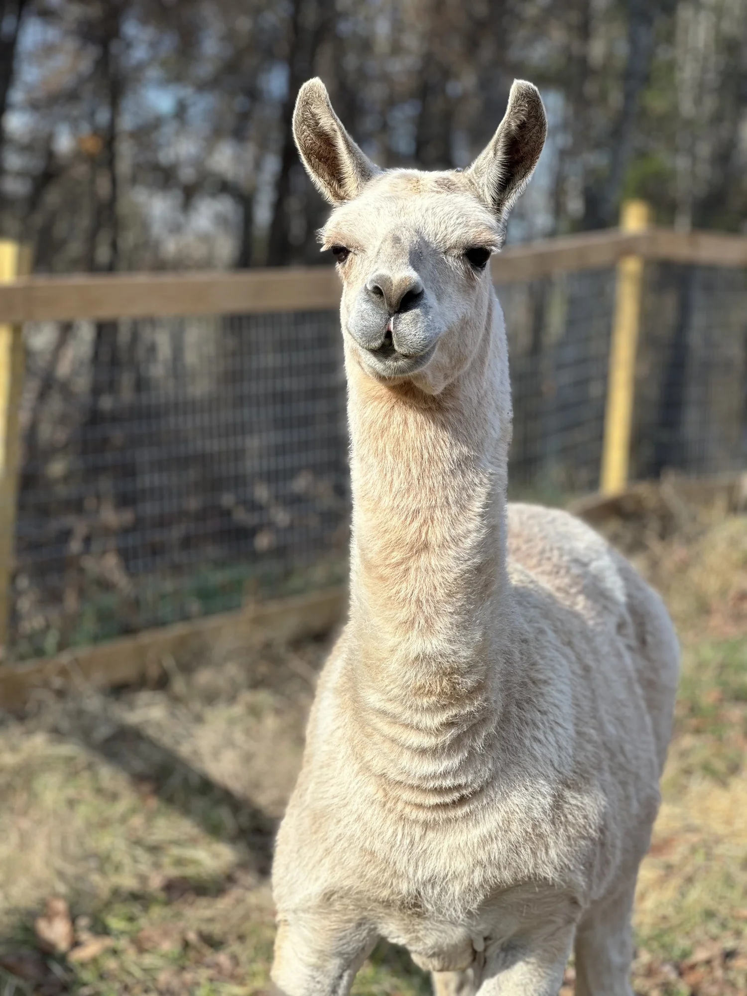 Llama Recue — Blue Ridge Rescue Barn