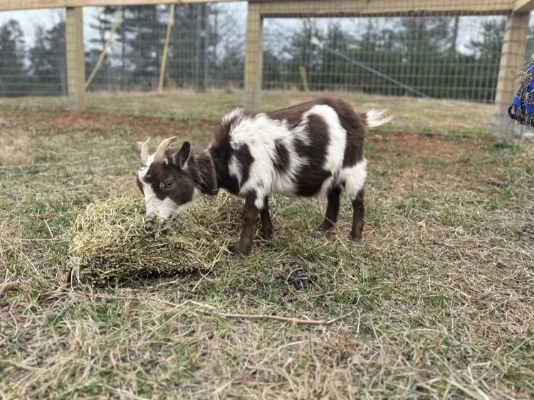 Meet the Animals | Support Rescued Animals Today — Blue Ridge Rescue Barn