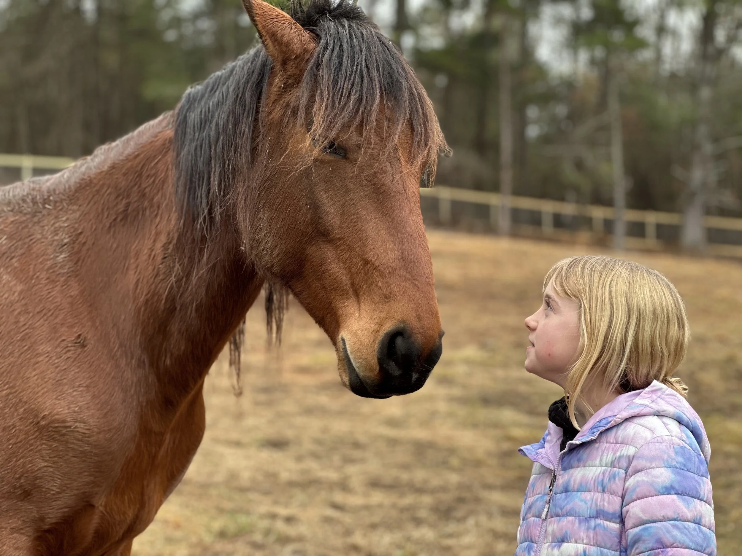 Become a Barn Buddy — Blue Ridge Rescue Barn