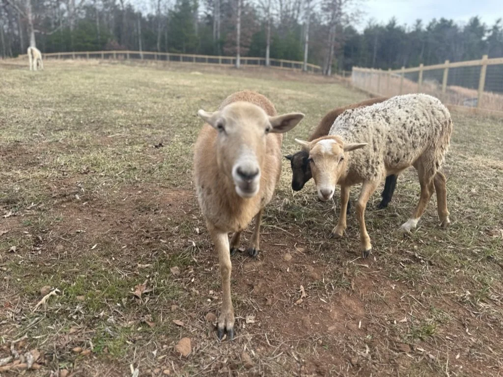 Volunteer — Blue Ridge Rescue Barn
