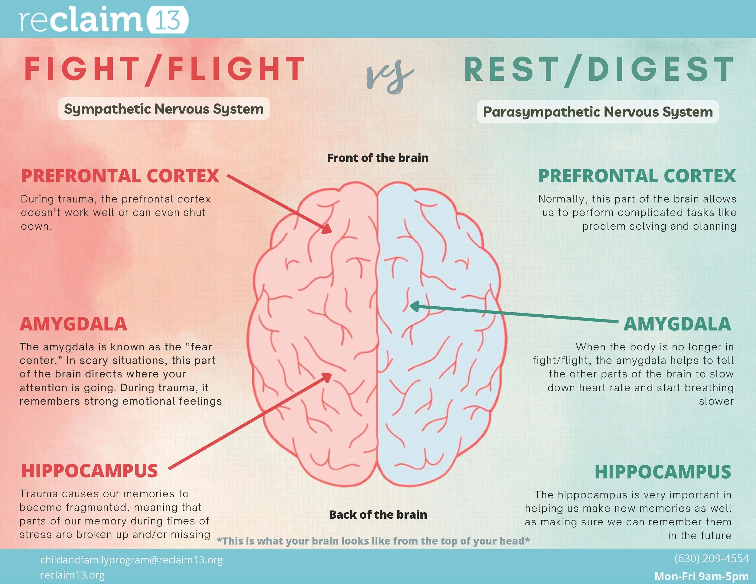 The Neurobiology of Trauma: an infographic — Reclaim13