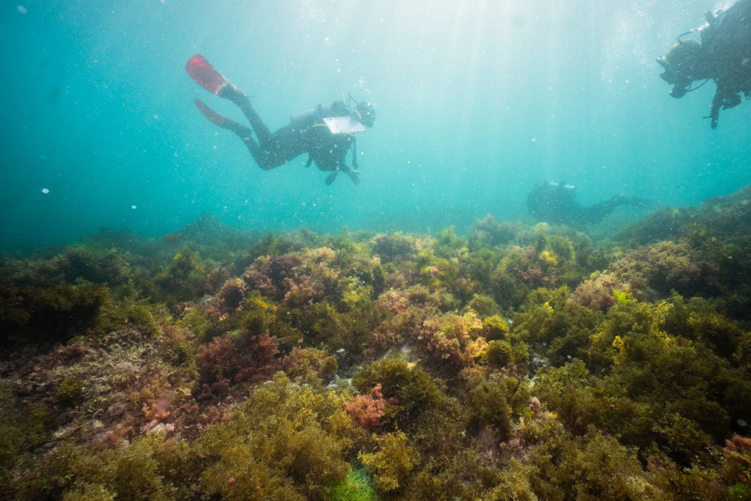 Our Maps — Cimi Kelp