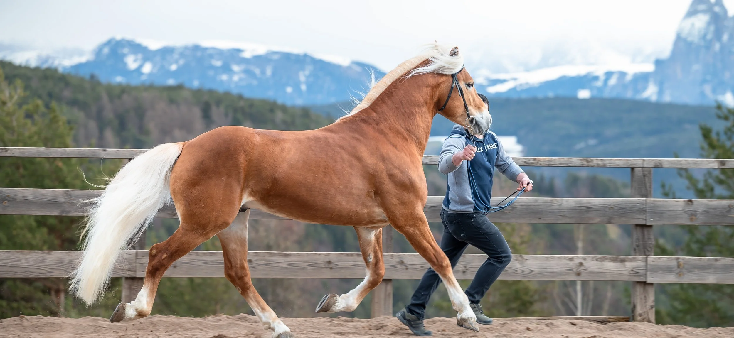 Hengstschau — Haflinger Unterwirt – Haflinger kaufen & reiten in ...