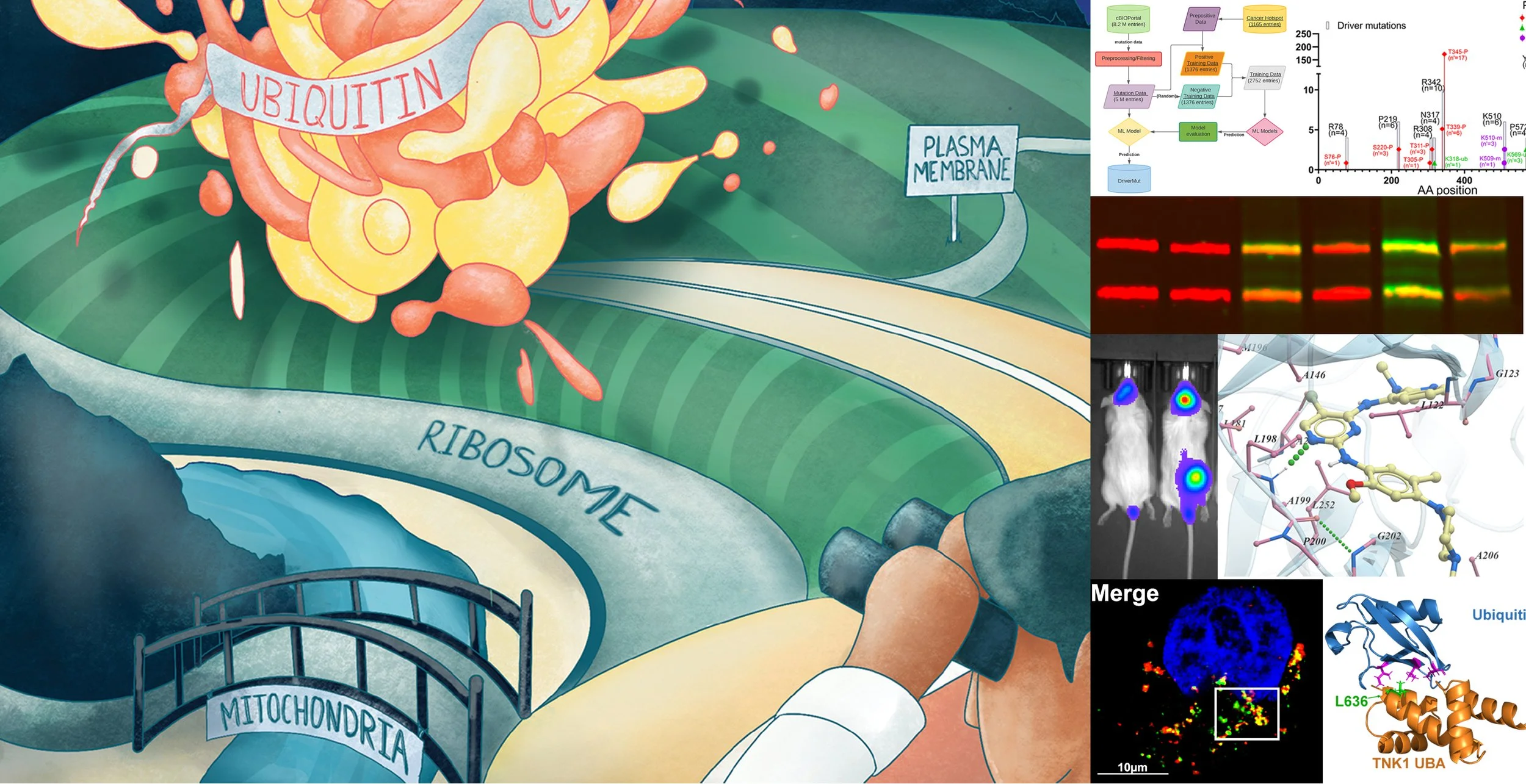 Research — Andersen Lab