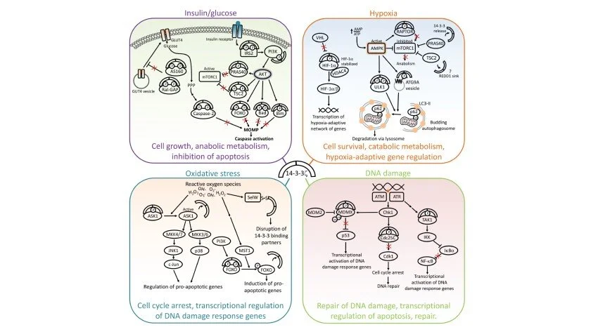 Research — Andersen Lab