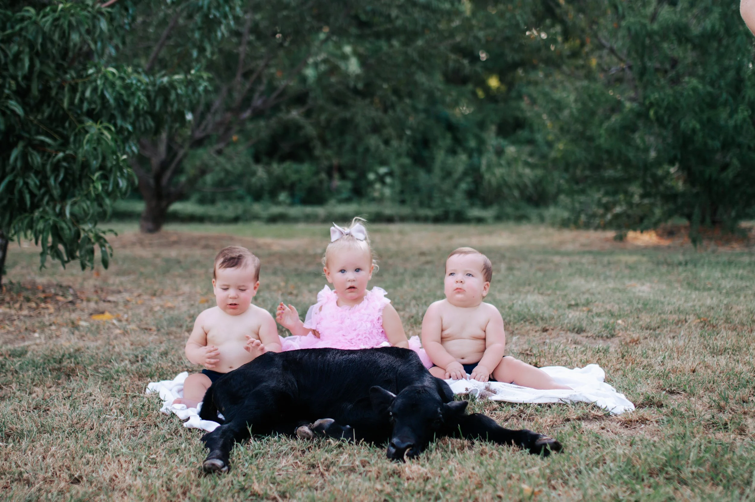 Premium Beef and Tallow Products From Our Family to Yours