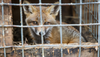 Legalities of Wild Animal Relocation Explained | WildGuard Solutions