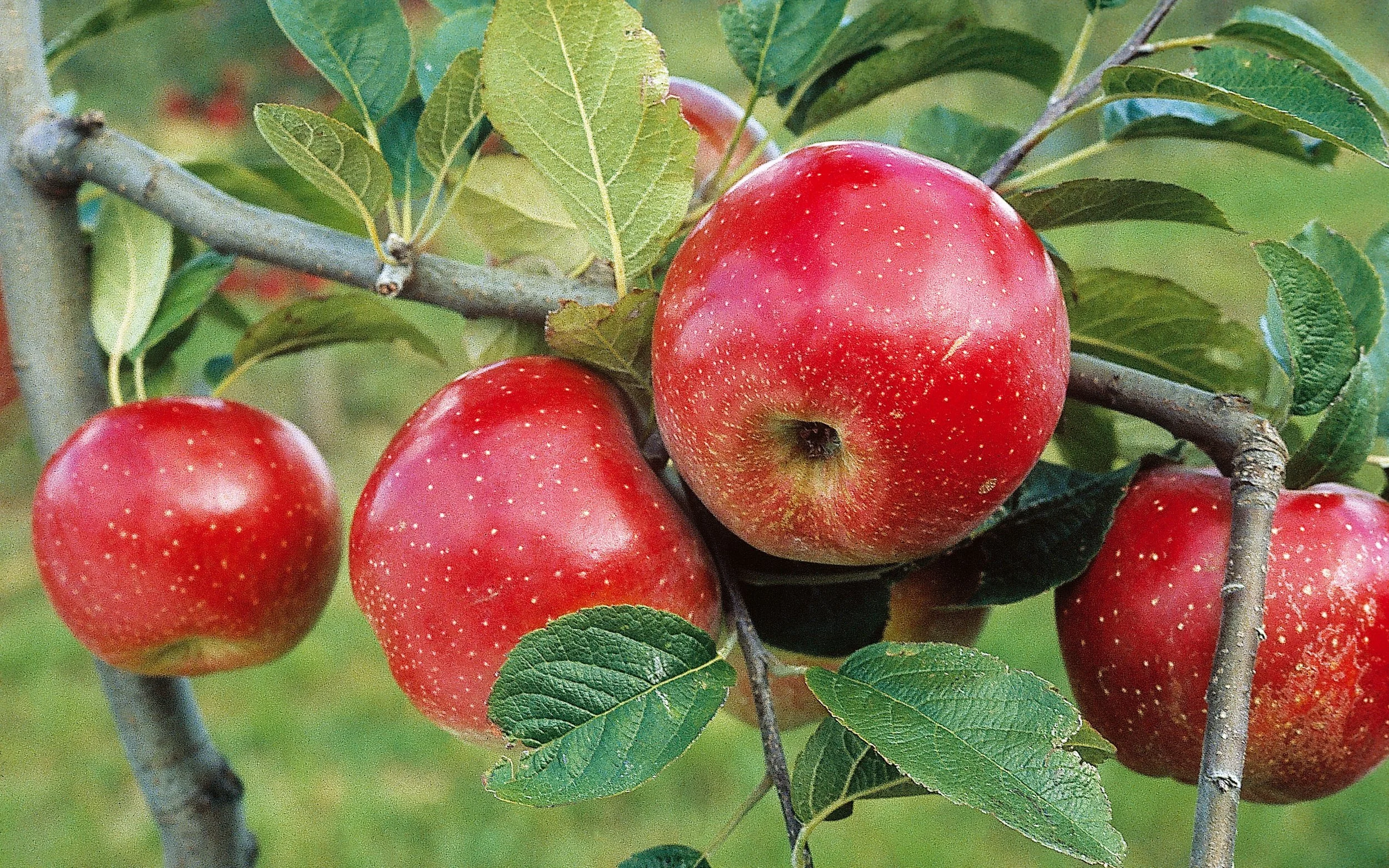 About us | Get Involved Today — Fruit Share Adelaide