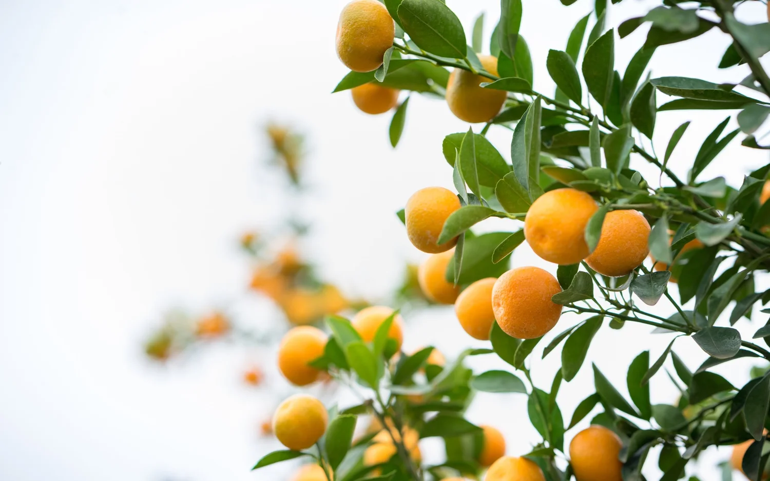 Fruit Share Adelaide | Join the Fruit Sharing Movement