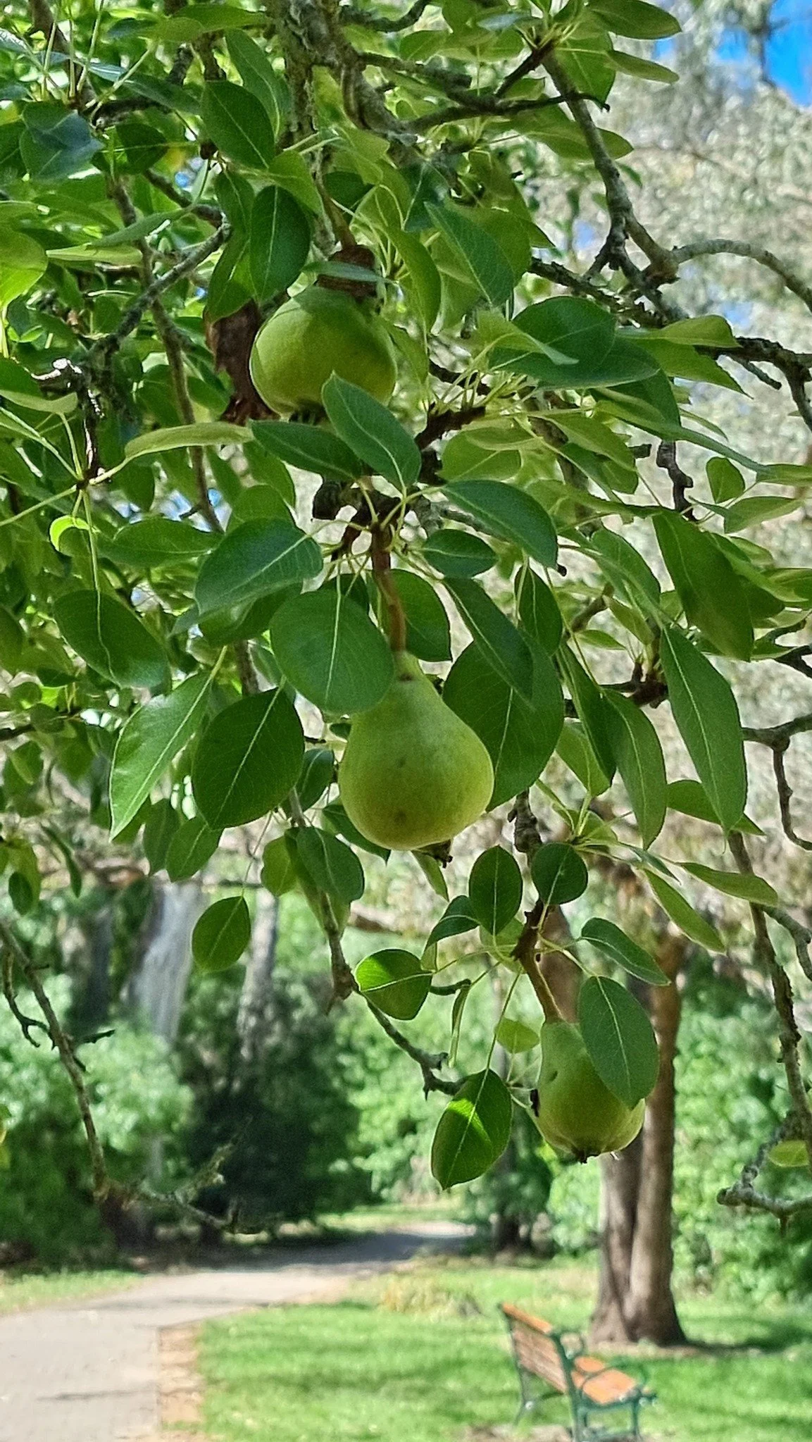 About us | Get Involved Today — Fruit Share Adelaide