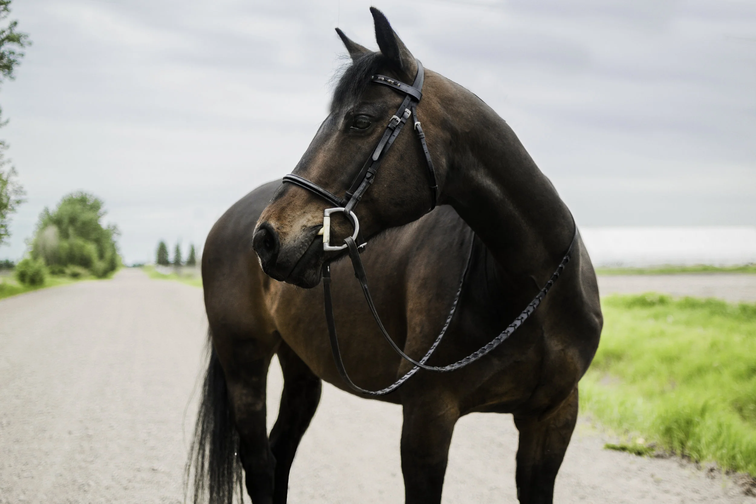 Behind the scenes - Reversed Eye Photography-Calgary Equine Photographer