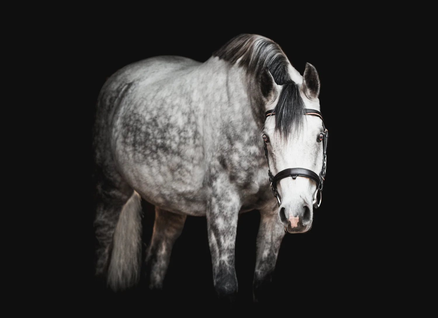 Best of 2021! - Reversed Eye Photography-Calgary Equine Photographer