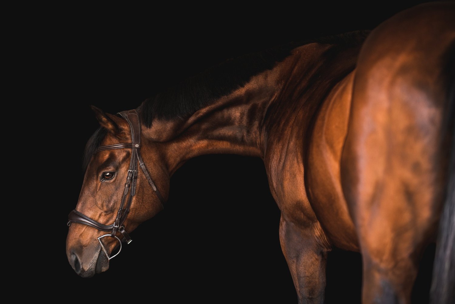 Best of 2021! - Reversed Eye Photography-Calgary Equine Photographer