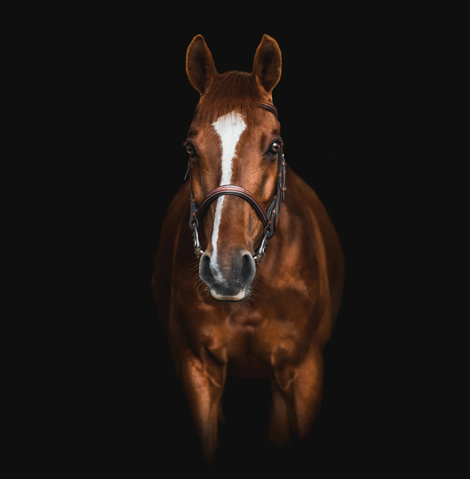 Best of 2021! - Reversed Eye Photography-Calgary Equine Photographer