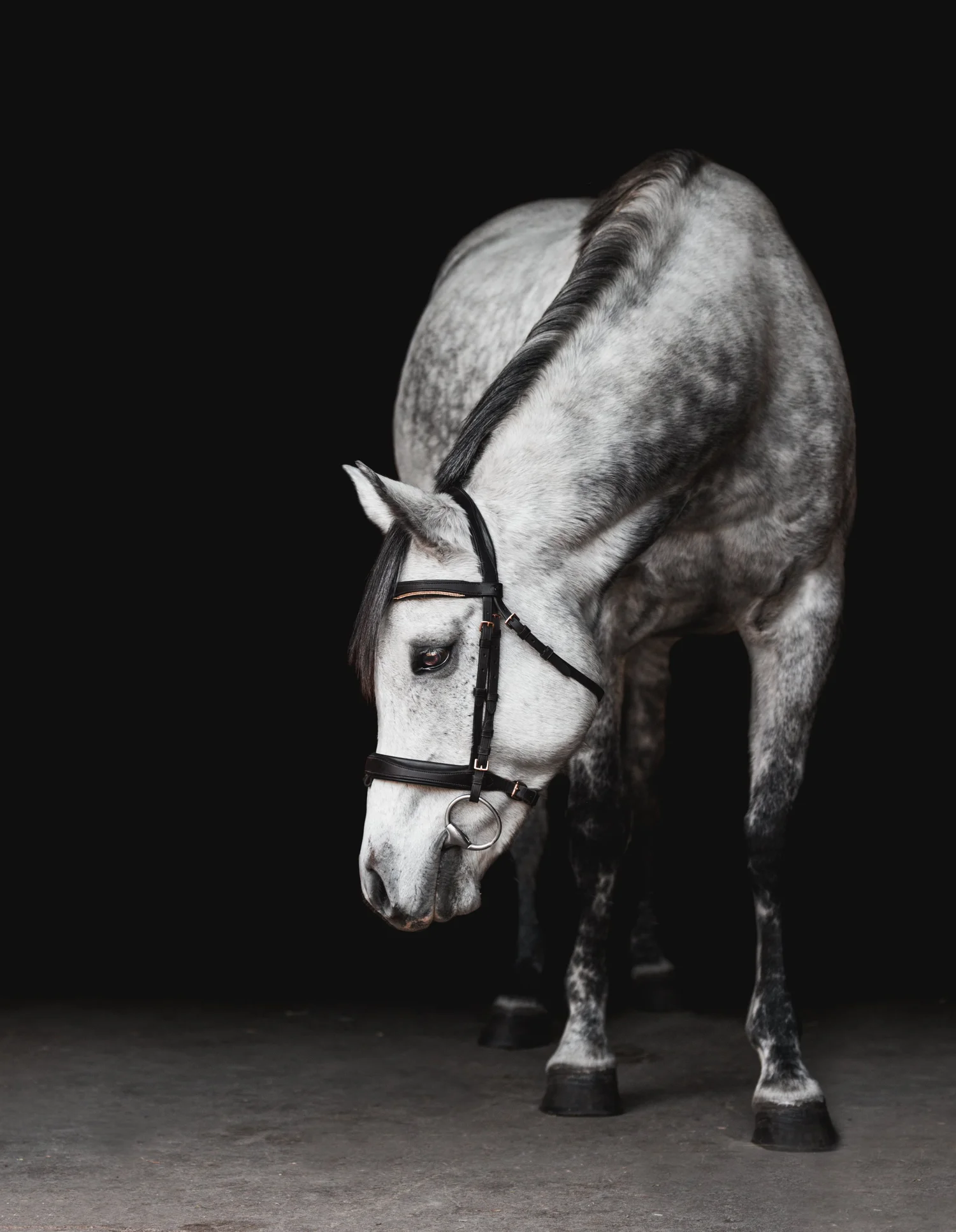 Best of 2021! - Reversed Eye Photography-Calgary Equine Photographer