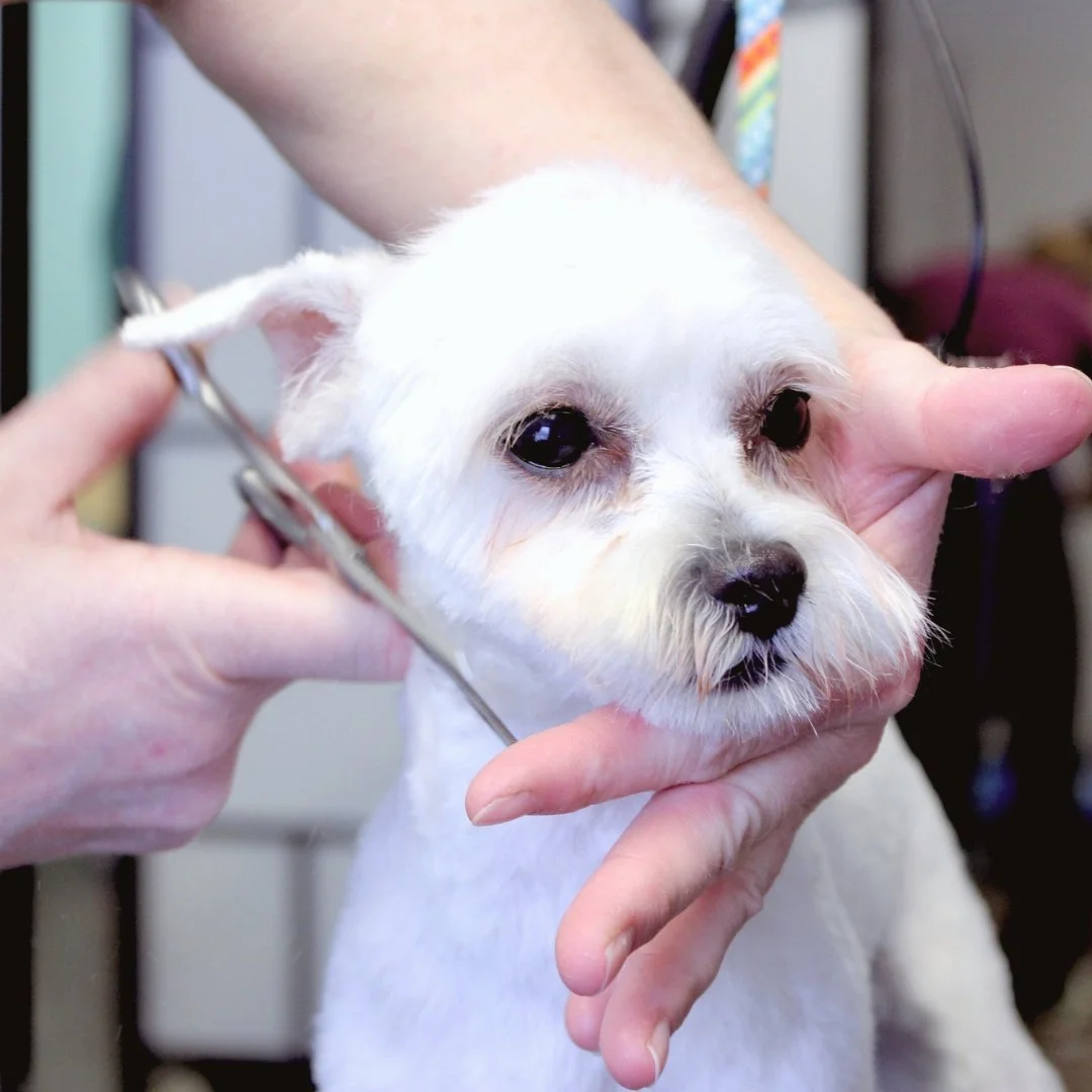 THE GROOMERS | Professional Dog & Cat Grooming | Simcoe County