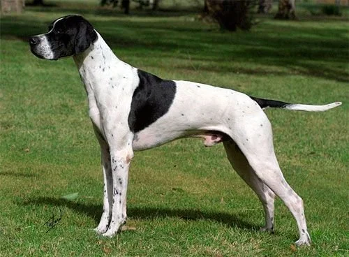 About the Breed — Southern Pointer Club