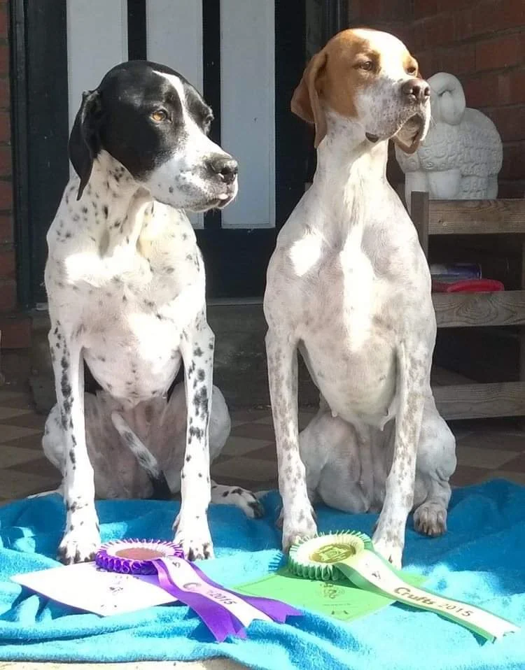 Gallery — Southern Pointer Club