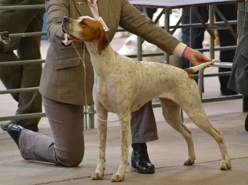 Southern Pointer Club