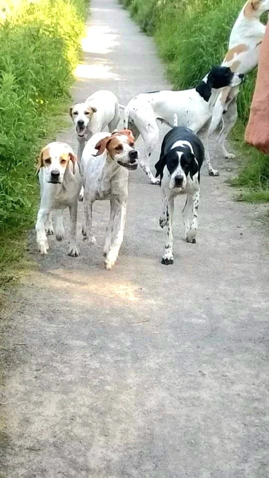 Gallery — Southern Pointer Club