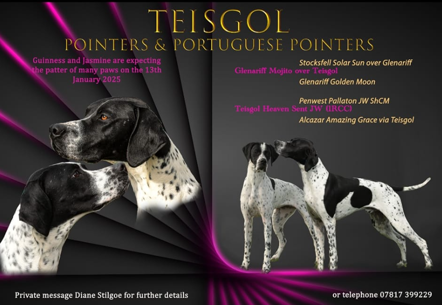 Announcements — Southern Pointer Club