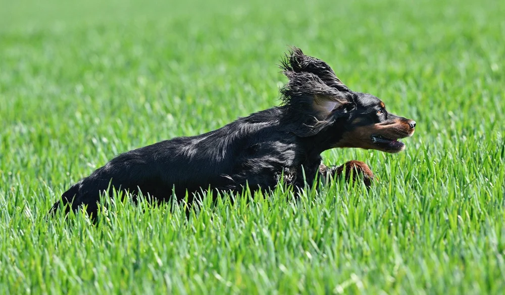 Gallery — Southern Pointer Club