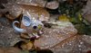 Gallery 1 — PORCELAIN BEASTS